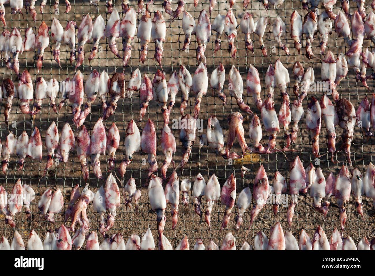 Dried squid is dried seafood by sun drying to reduce the moisture and ...