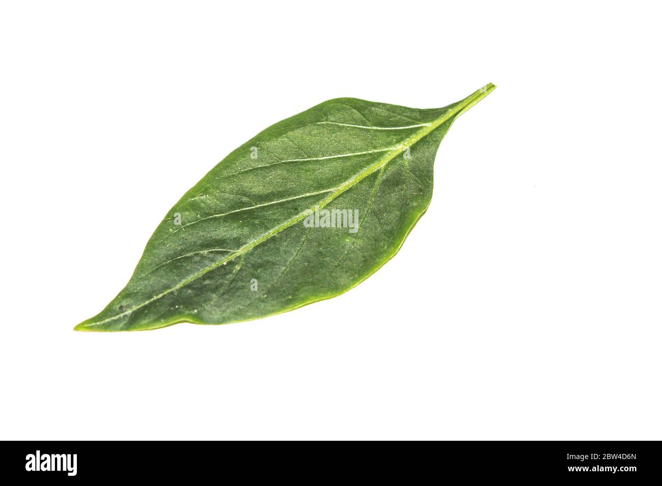 A picture of chili plant leafs Stock Photo - Alamy