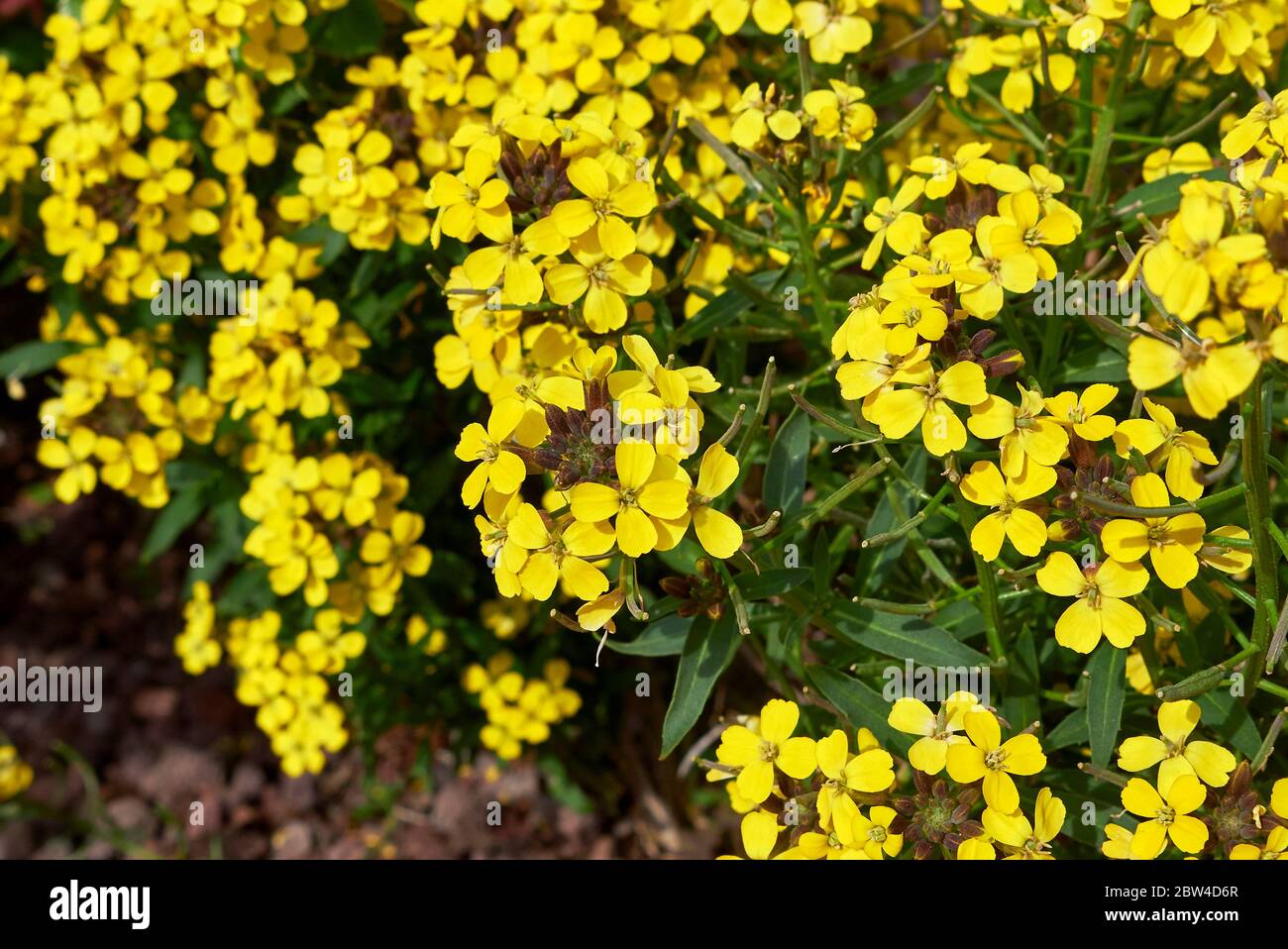 Erysimum cheiri yellow flowers Stock Photo - Alamy