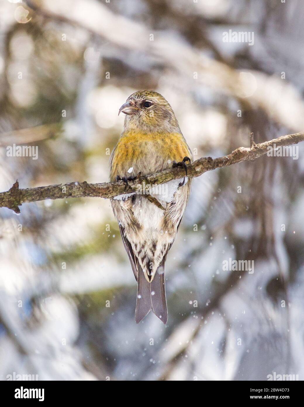 L leucoptera hi-res stock photography and images - Alamy