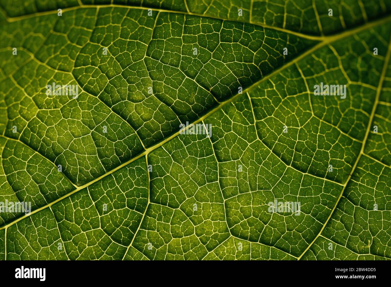 Close Up Photography Of Nature