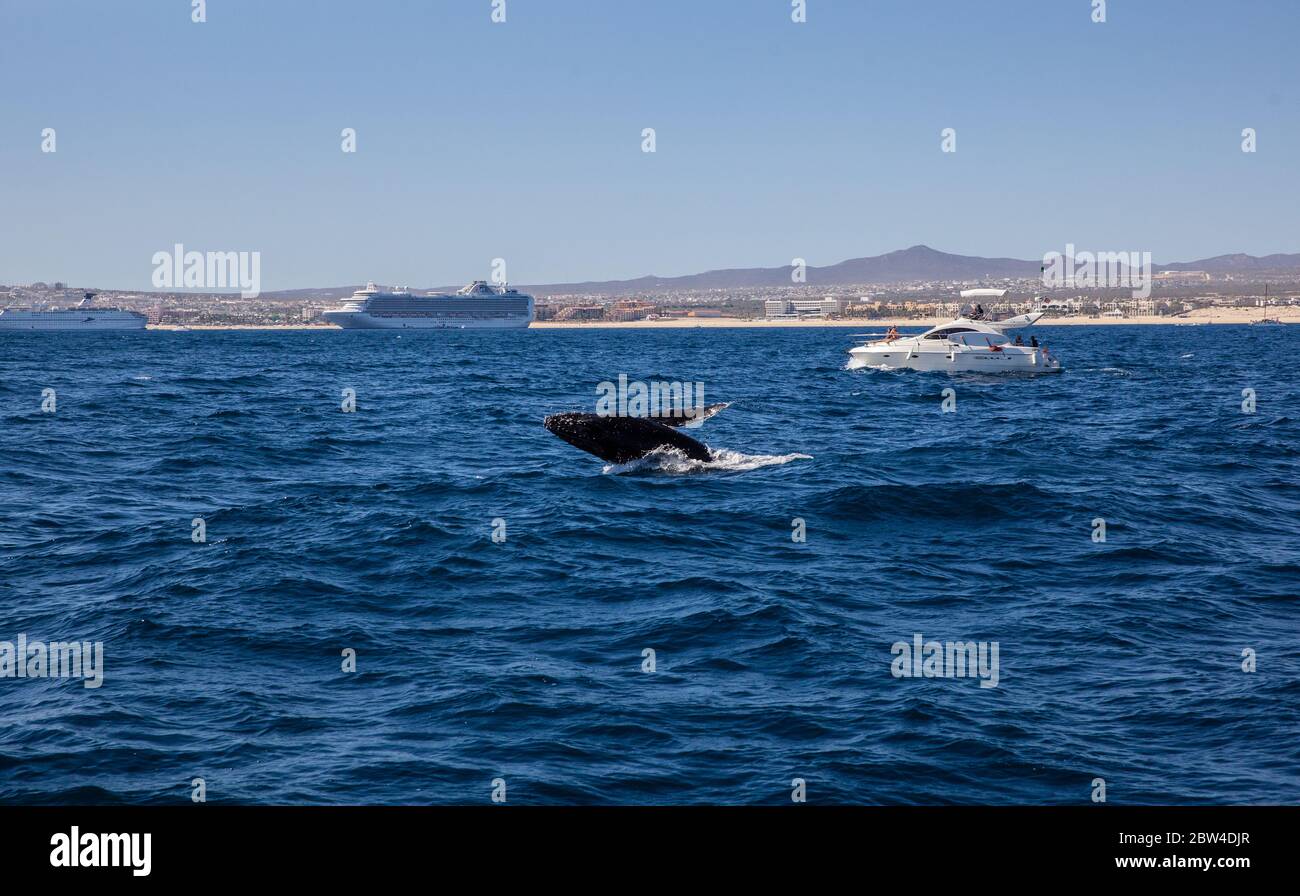 A humpback whale breaching in Cabo San Lucas, Mexico Stock Photo - Alamy