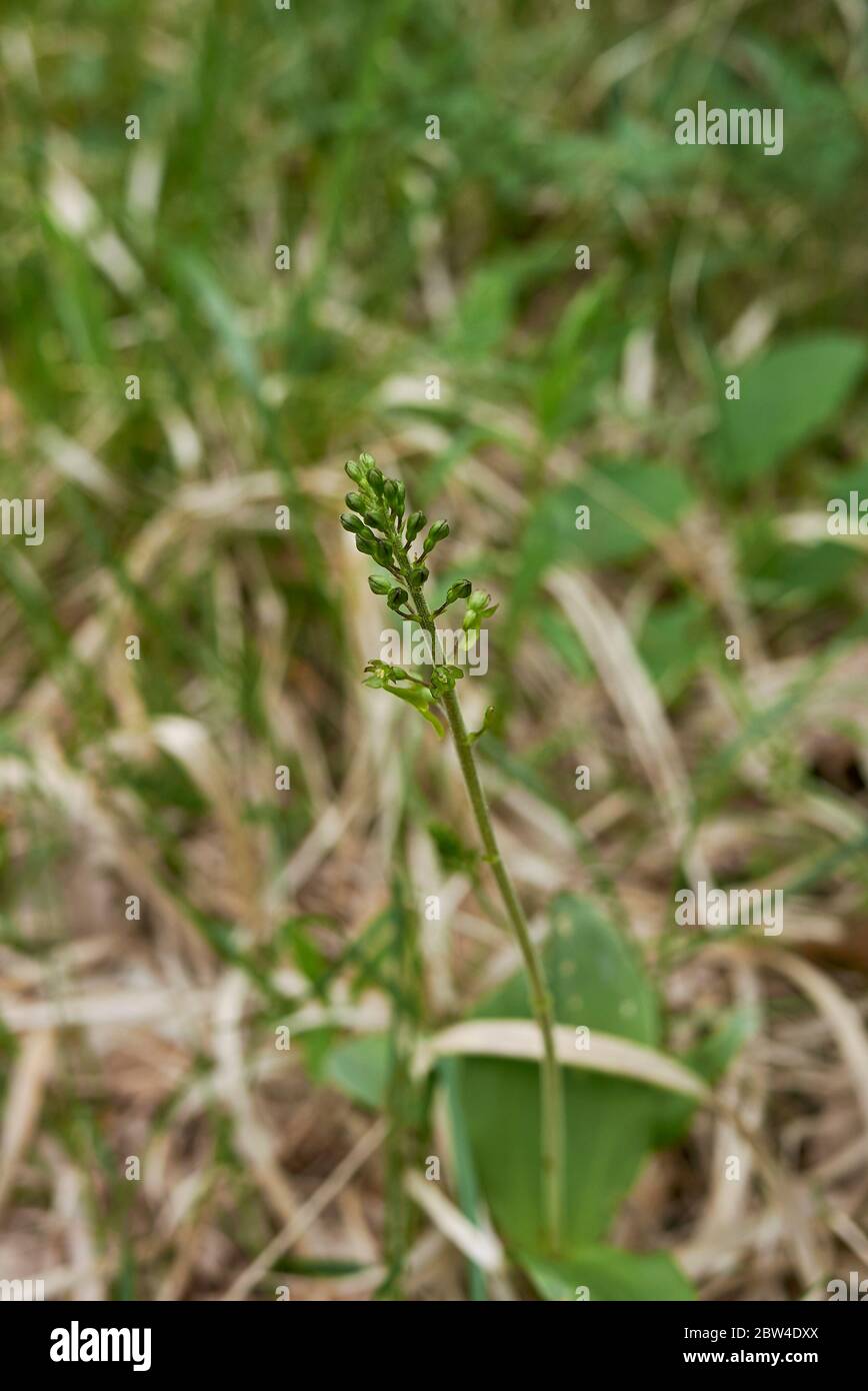 Neottia ovata, terrestrial orchid in bloom Stock Photo - Alamy