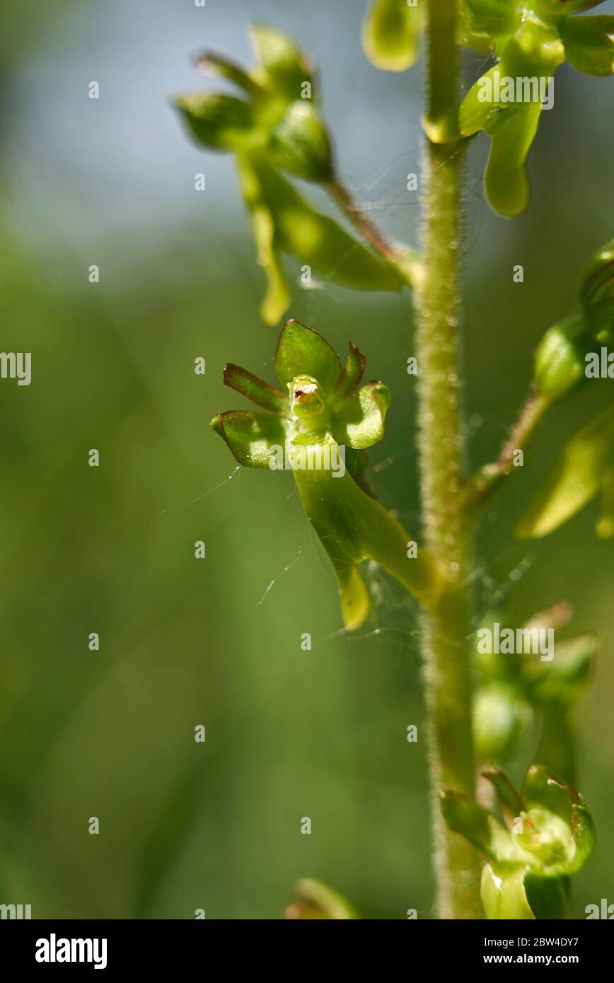 Neottia ovata, terrestrial orchid in bloom Stock Photo - Alamy