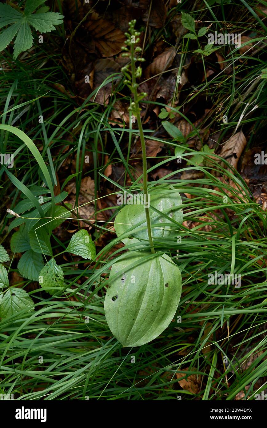 Neottia ovata, terrestrial orchid in bloom Stock Photo - Alamy