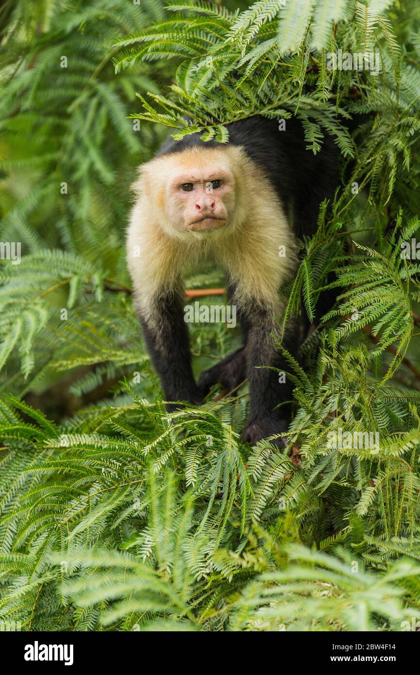 White-headed capuchin (Cebus capucinus) looking out from the foliage in ...