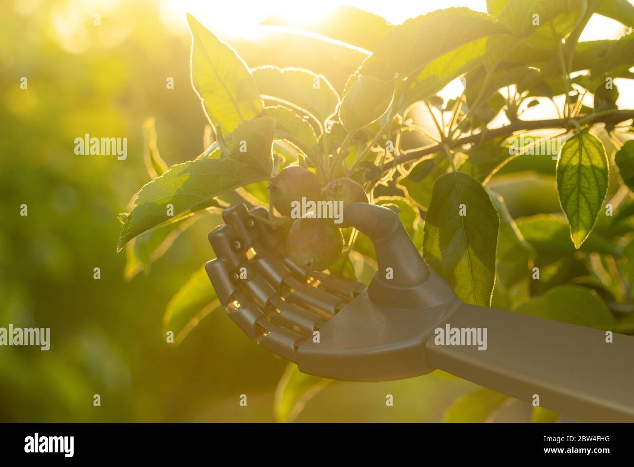 Robot works in a fruit garden. Digital transformation in agriculture ...