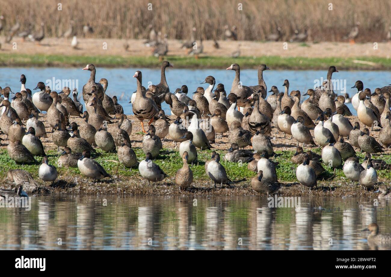 Greater White-fronted Geese, Anser albifrons, and Northern Pintails ...