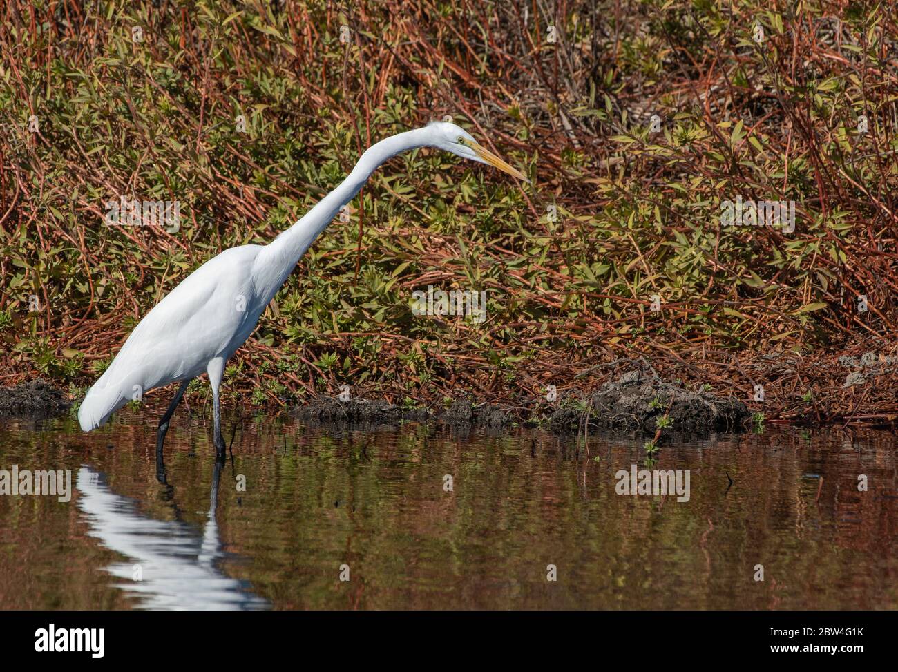 Great Egret, Ardea alba, hunting at the edge of a marsh in Colusa ...