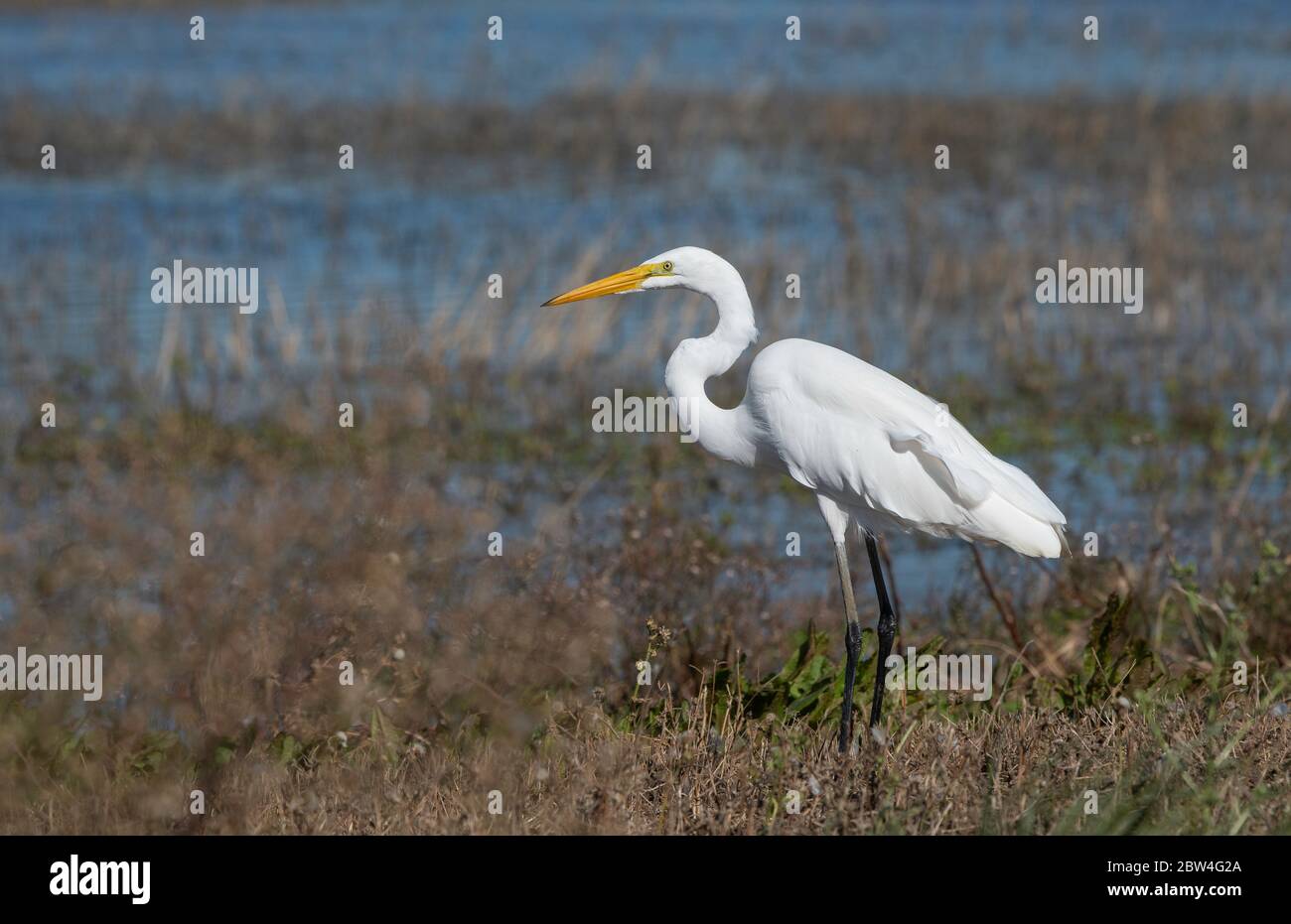 Great Egret, Ardea alba, hunting at the edge of a marsh in Colusa ...