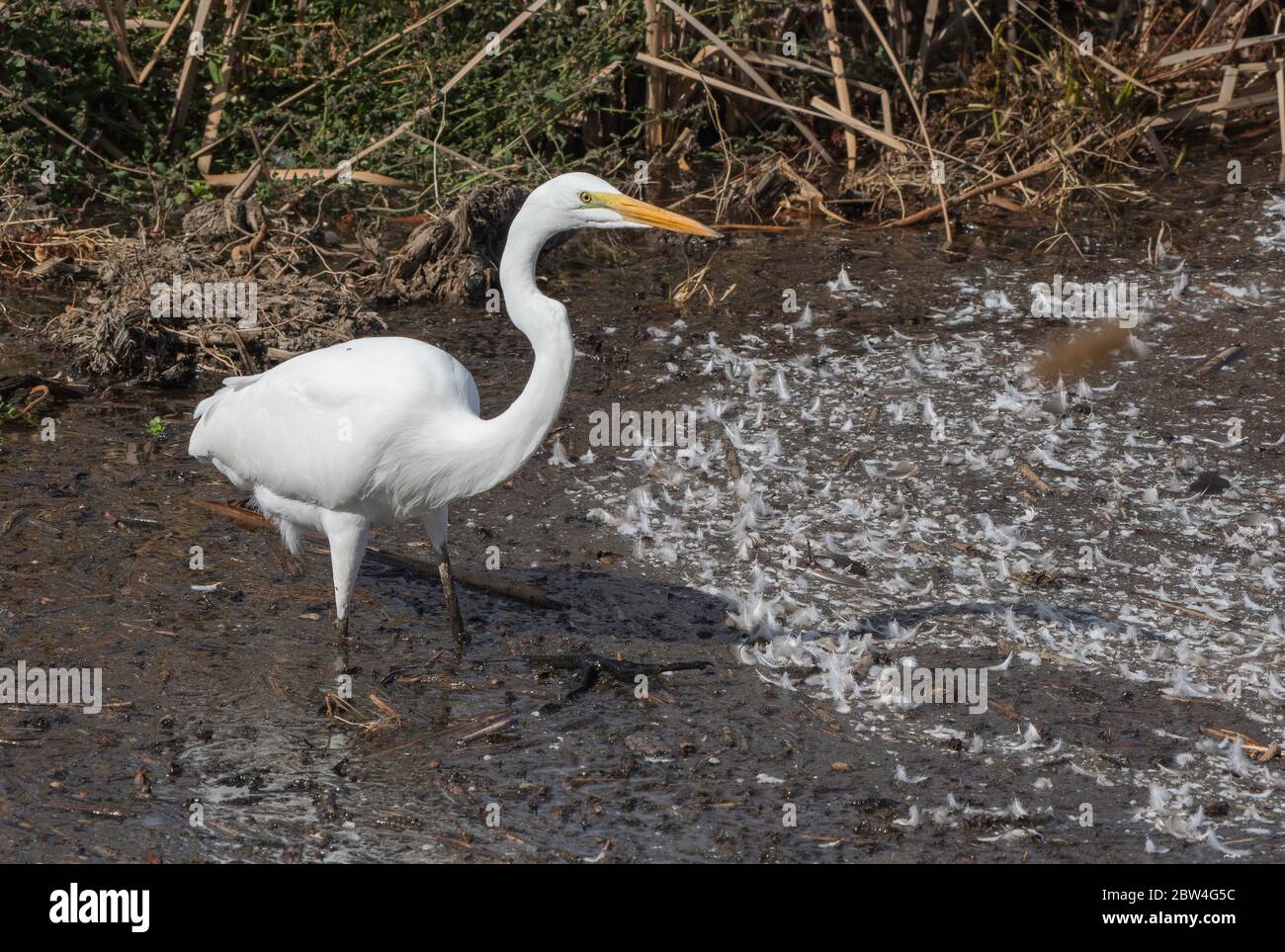 Great Egret, Ardea alba, hunting at the edge of a marsh in Colusa ...