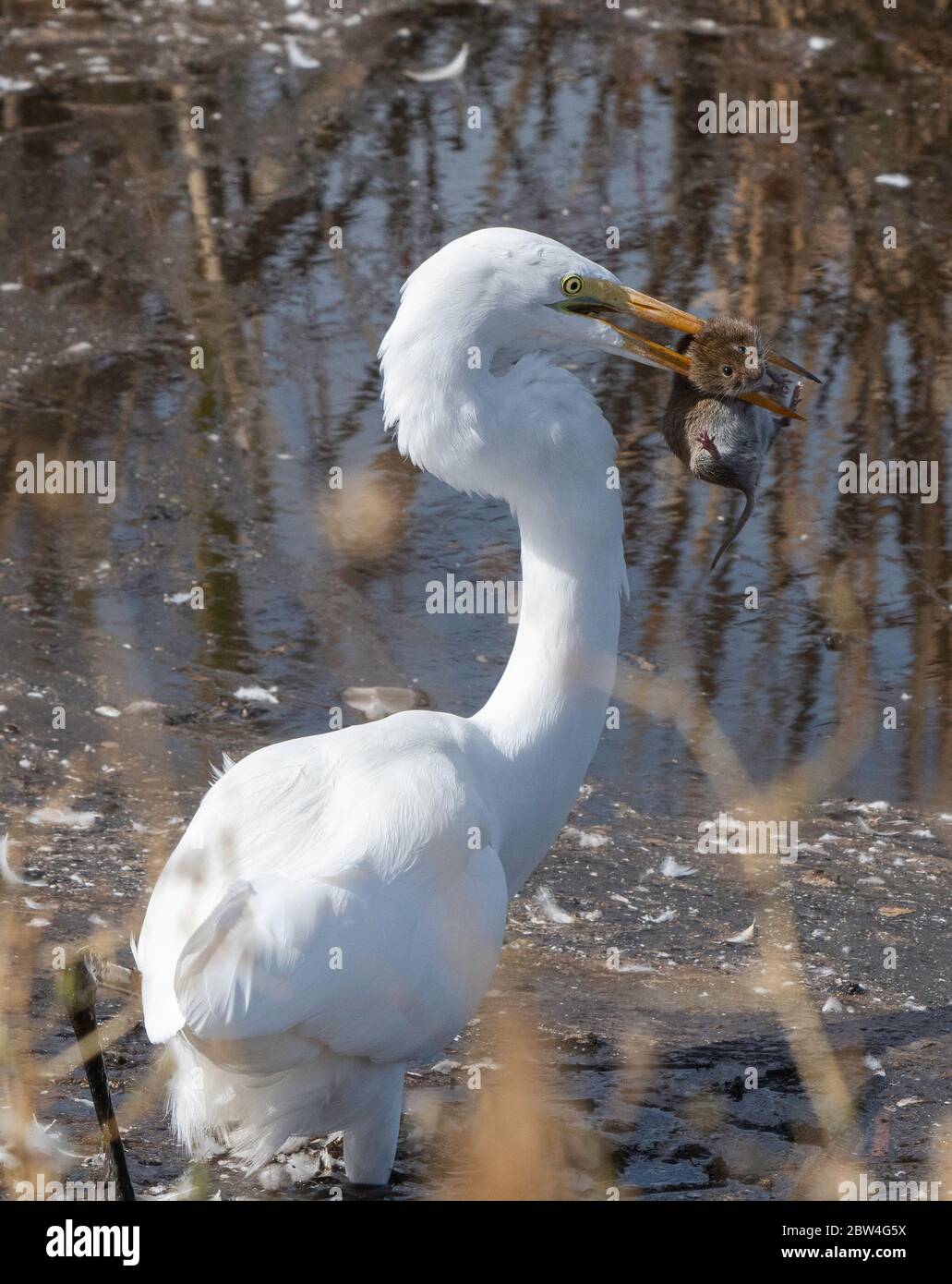 A Great Egret, Ardea alba, captures a California Meadow Vole, Microtus ...
