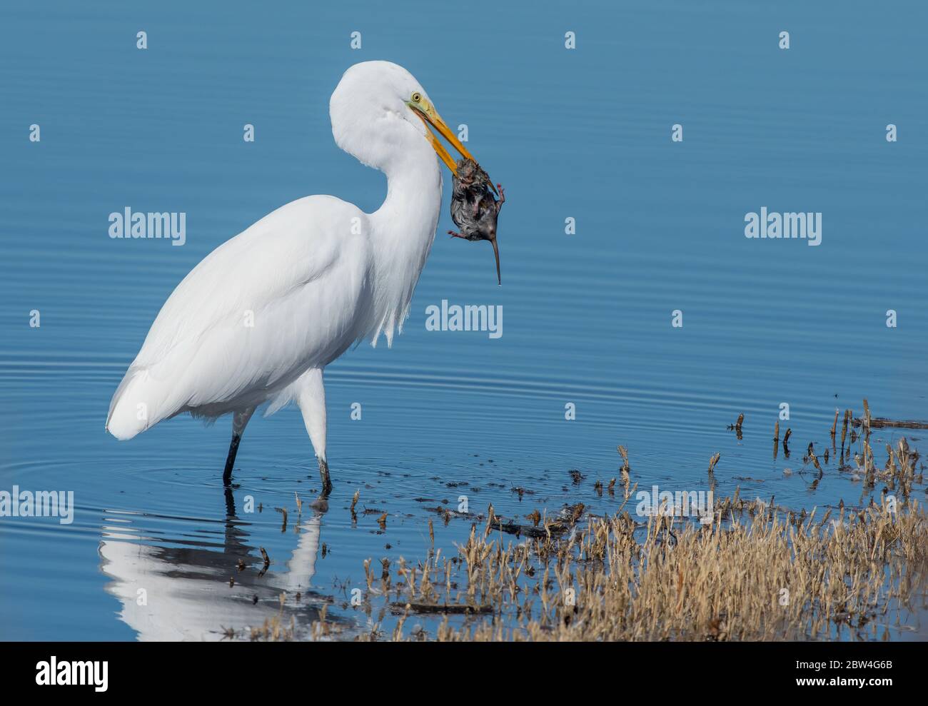A Great Egret, Ardea alba, captures a California Meadow Vole, Microtus ...
