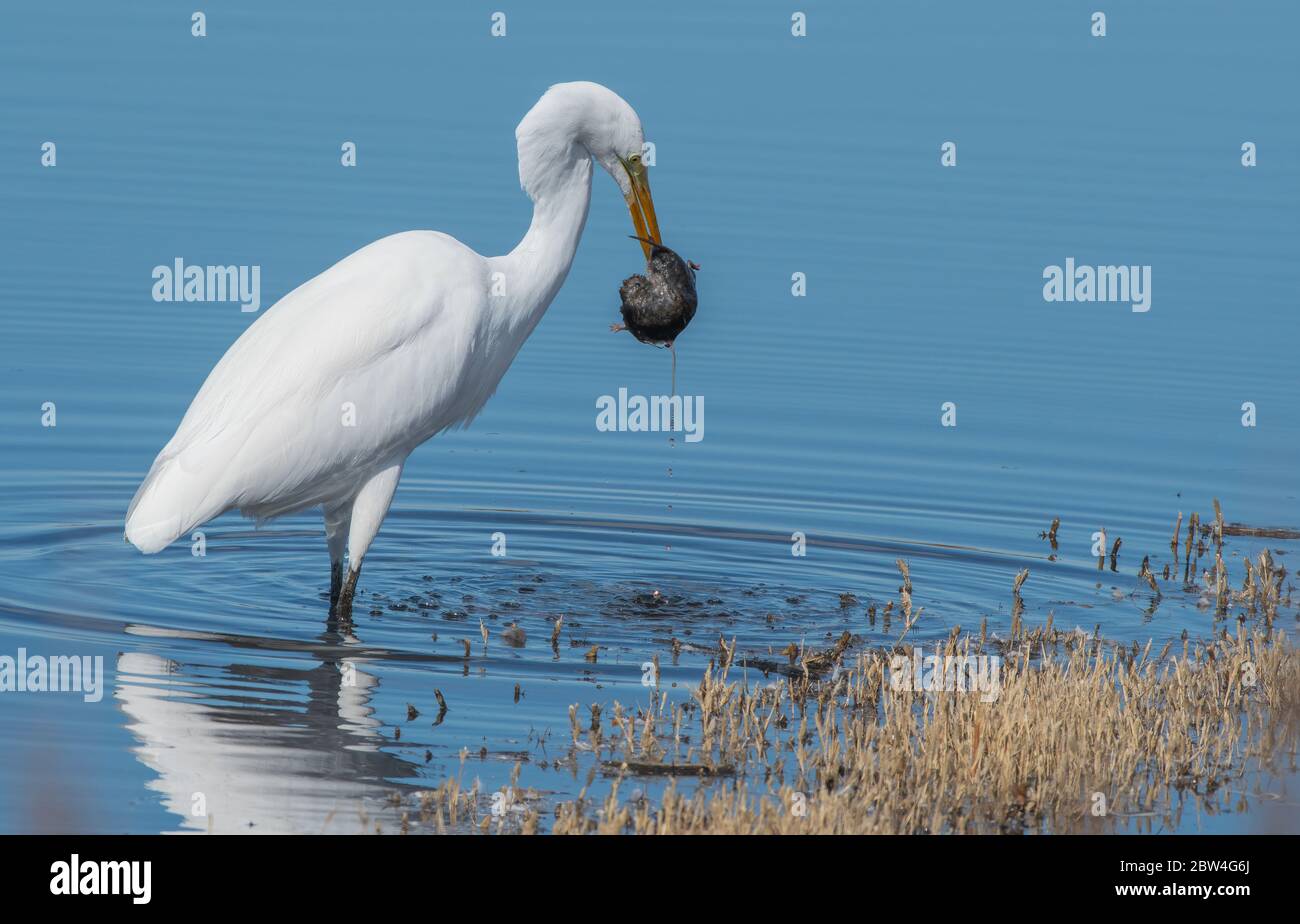 A Great Egret, Ardea alba, captures a California Meadow Vole, Microtus ...