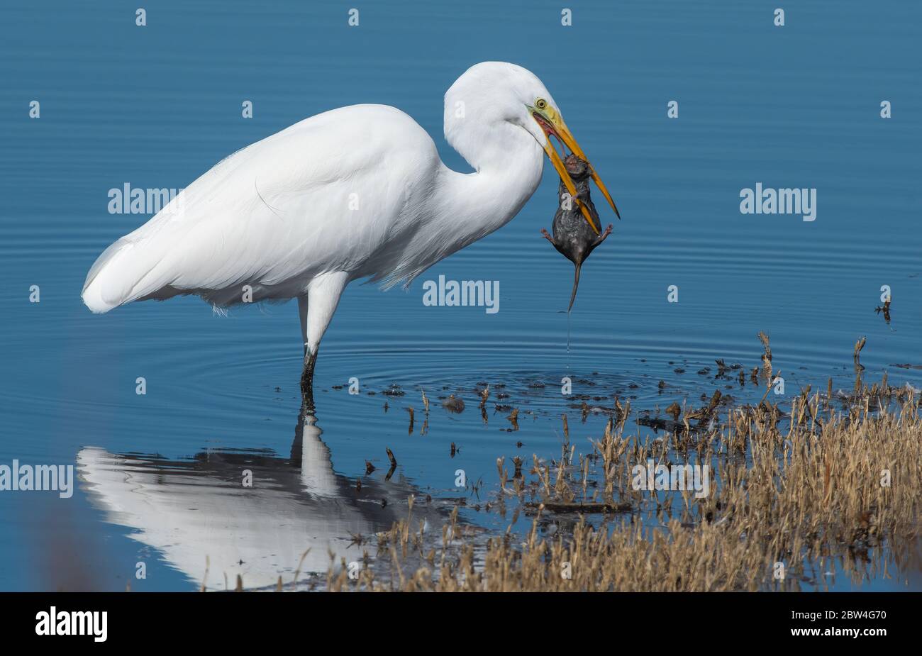 A Great Egret, Ardea alba, captures a California Meadow Vole, Microtus ...