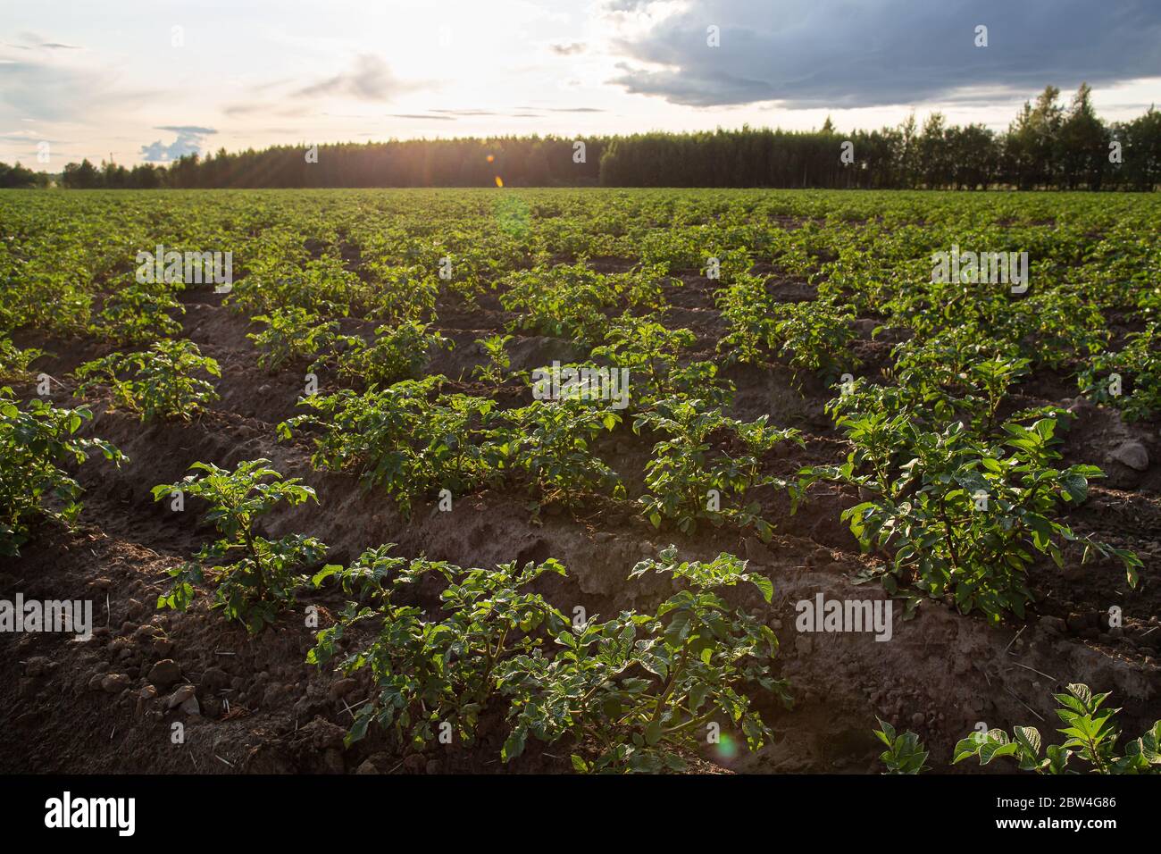 Potato fields against the background of the forest and sky. Agriculture ...