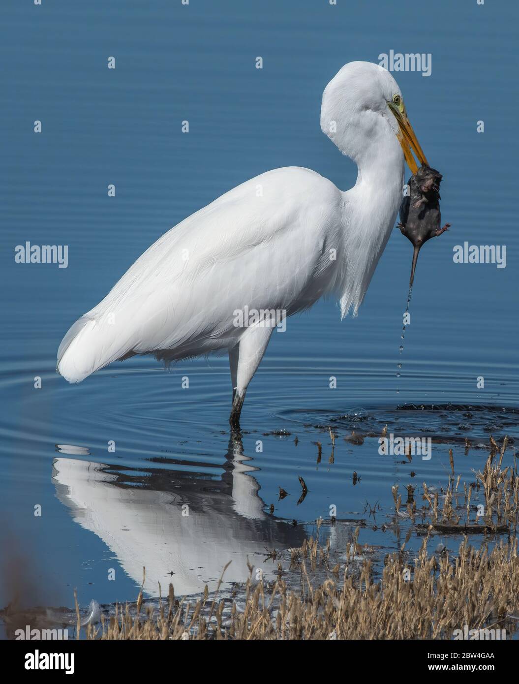 A Great Egret, Ardea alba, captures a California Meadow Vole, Microtus ...