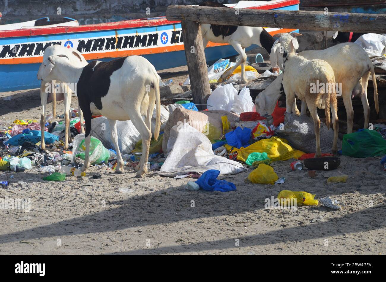 Senegal sheep hi-res stock photography and images - Alamy