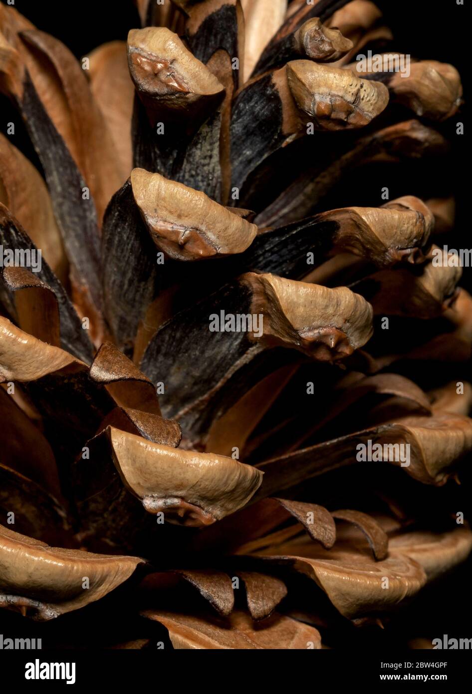 Pine cone closeup, macro view Stock Photo - Alamy