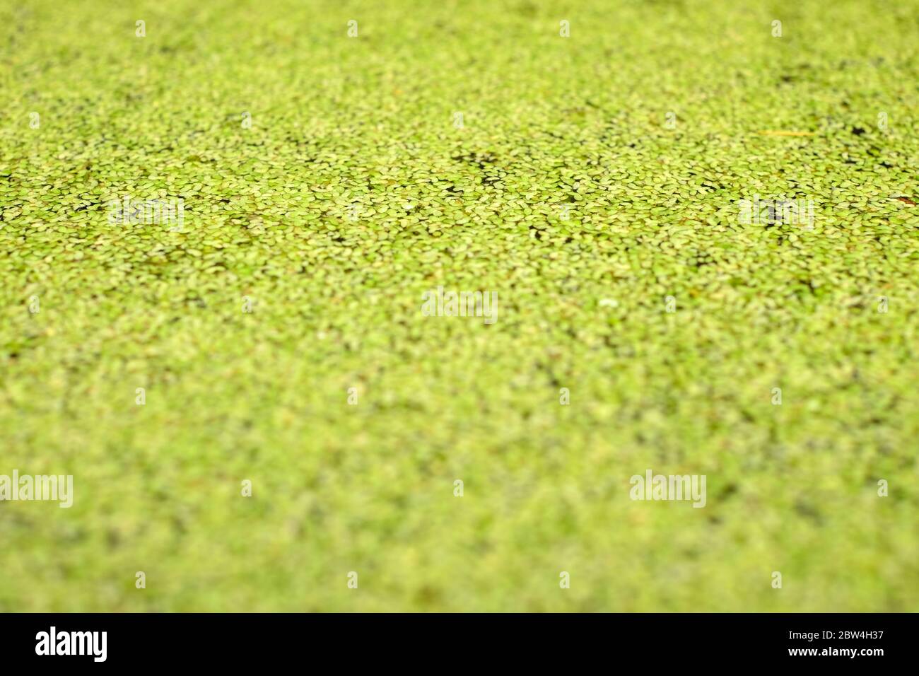 Common duckweed, lesser duckweed (Lemna minor) aquatic fresh water ...