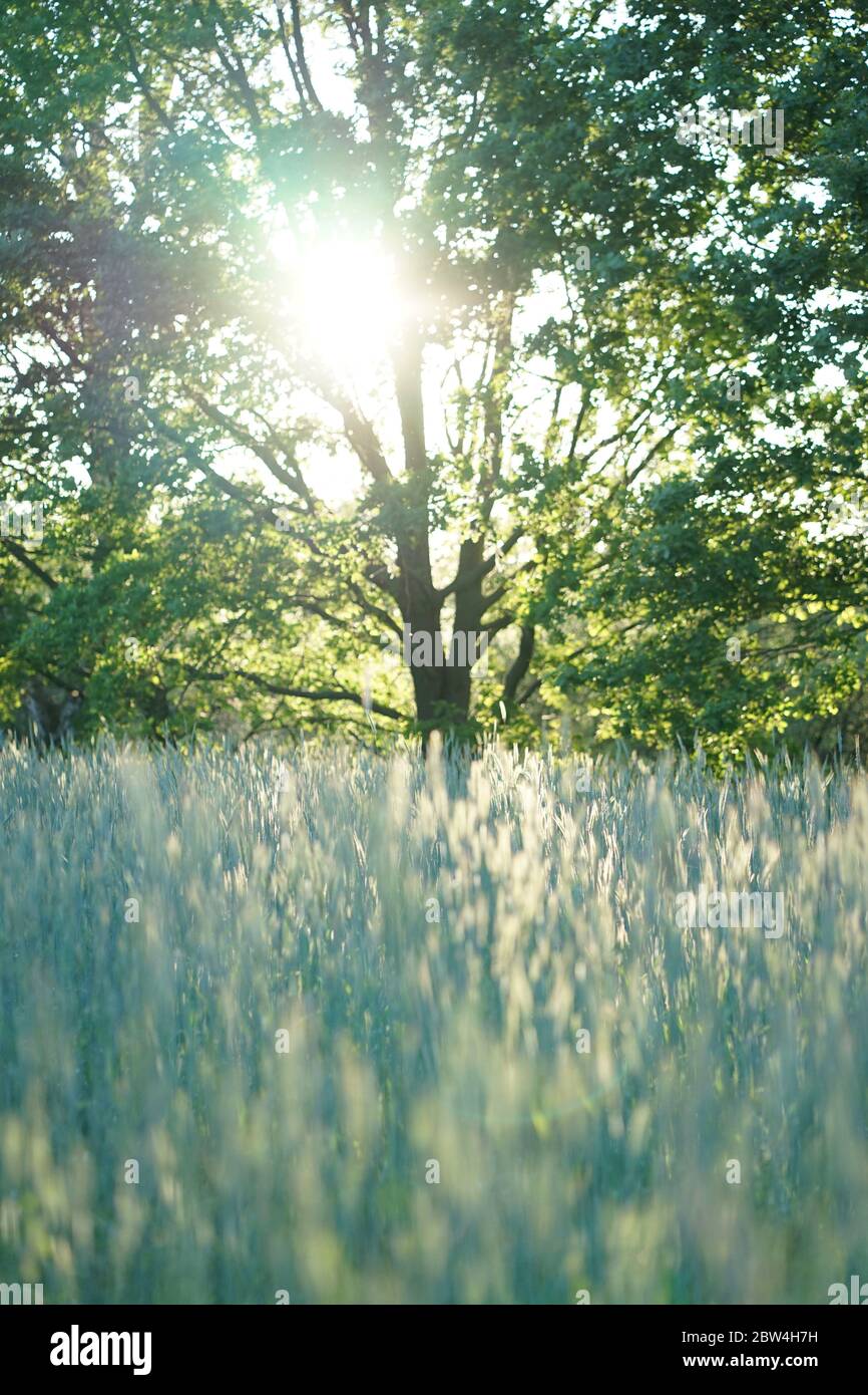 Sunset through an oak tree hi-res stock photography and images - Alamy