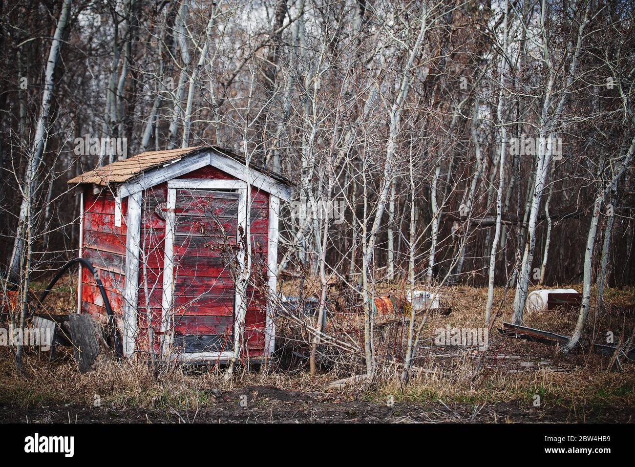 An abandoned small faded red and white storage shed with old barrels ...