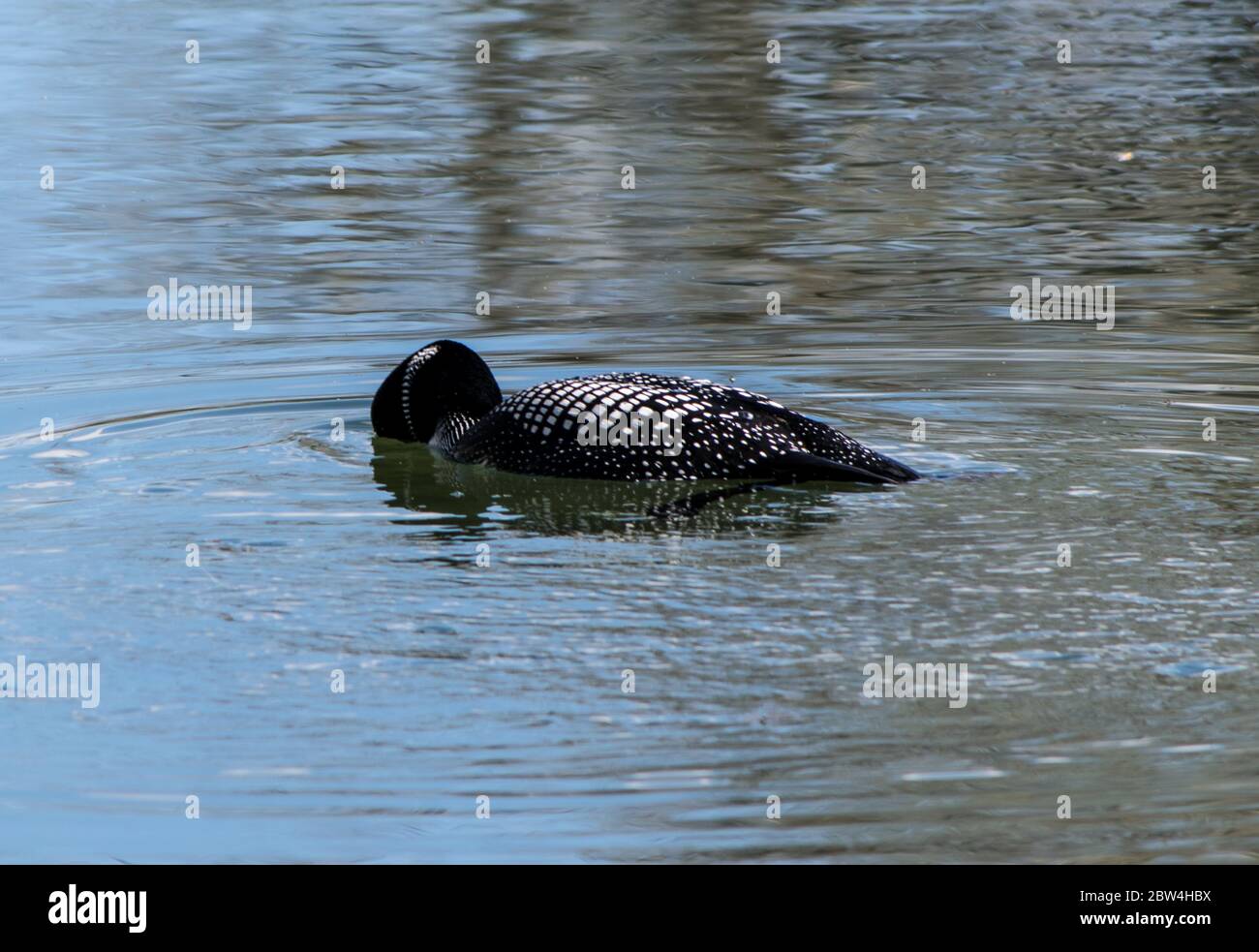Loonie bird hi-res stock photography and images - Alamy