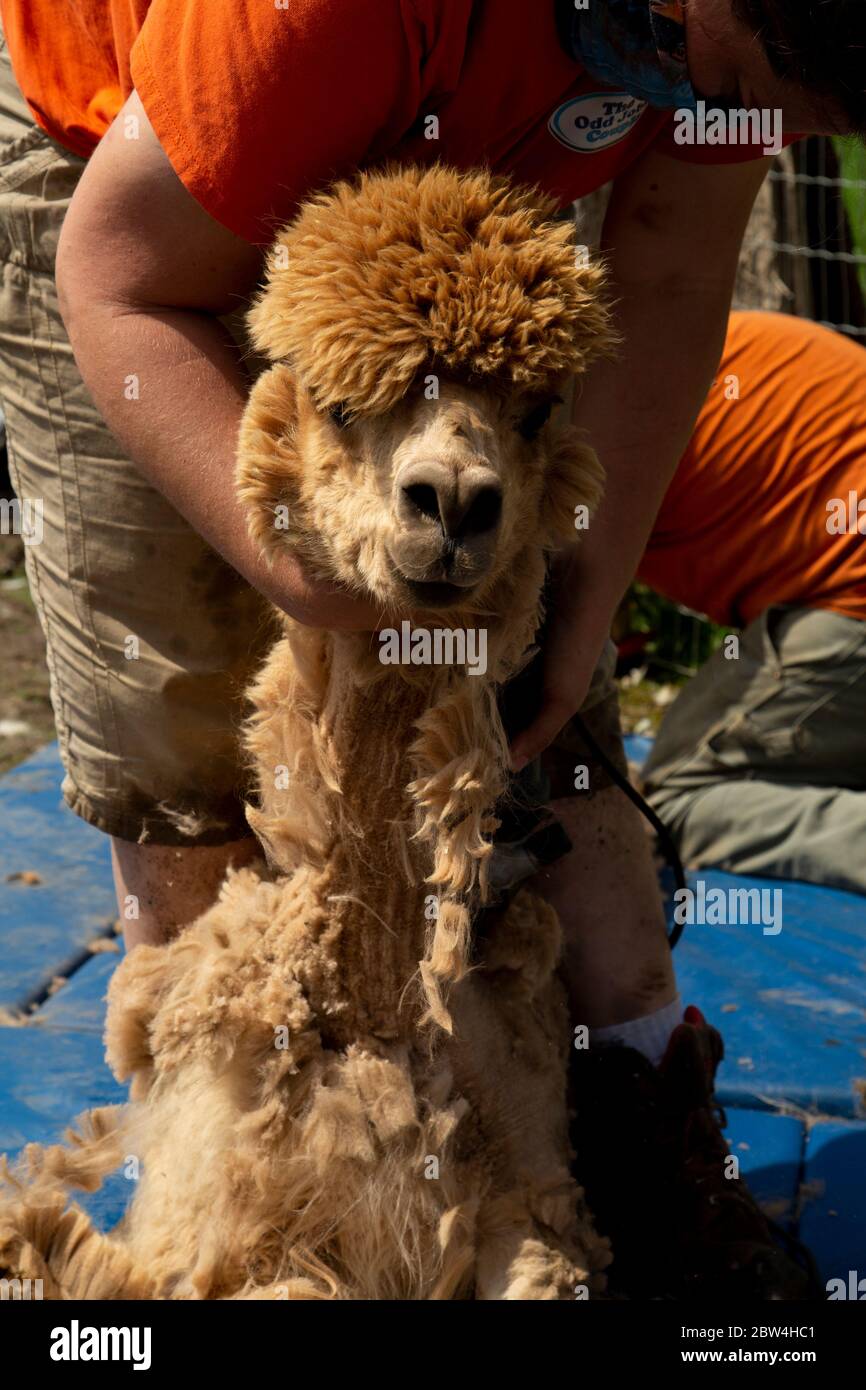 Alpaca Shearing High Resolution Stock Photography and Images - Alamy