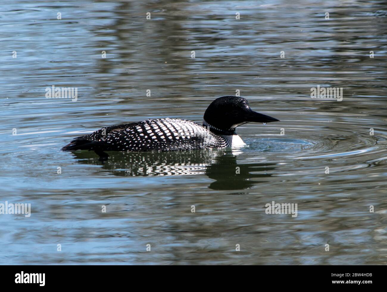 Loonie bird hi-res stock photography and images - Alamy
