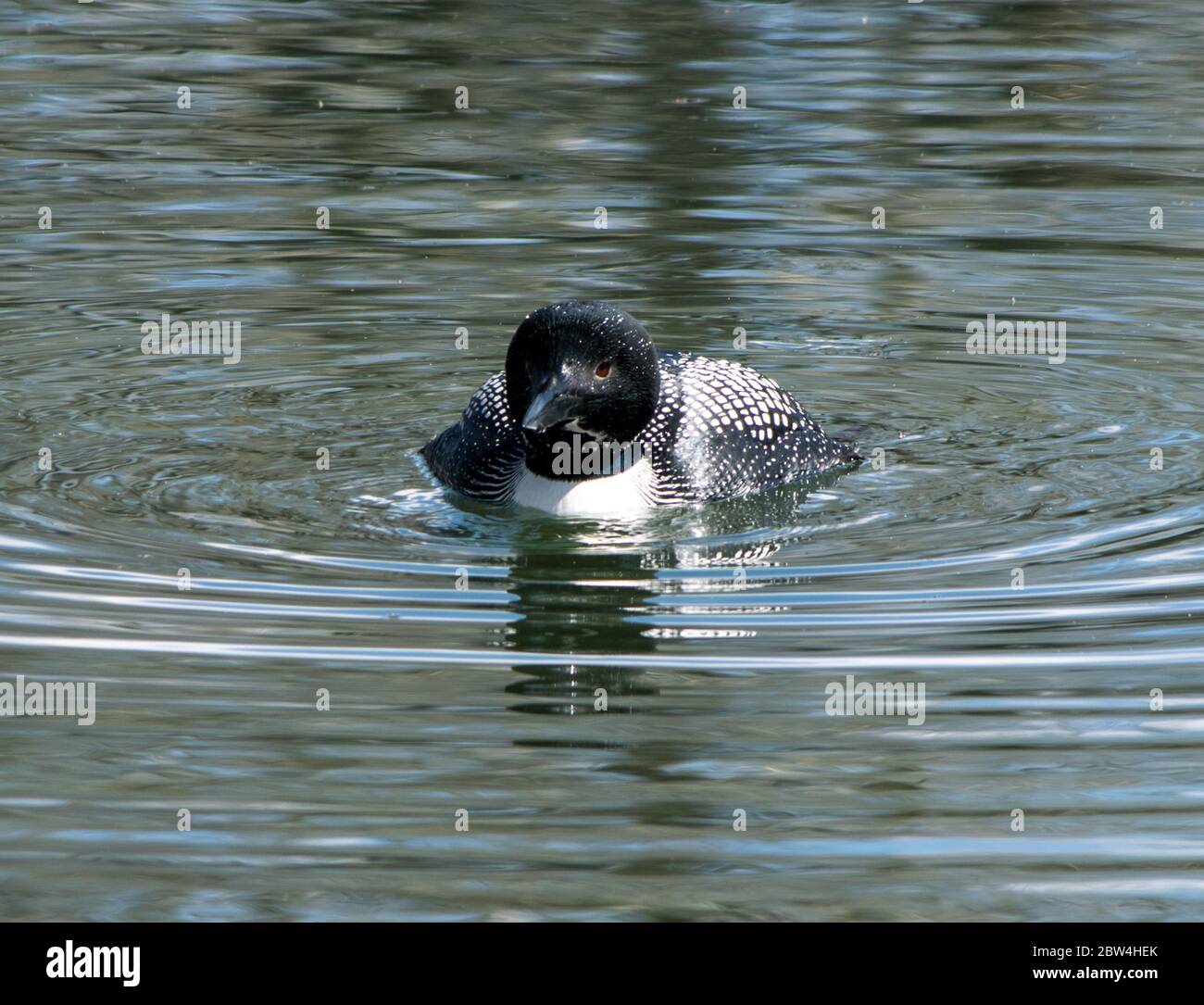 Loonie bird hi-res stock photography and images - Alamy