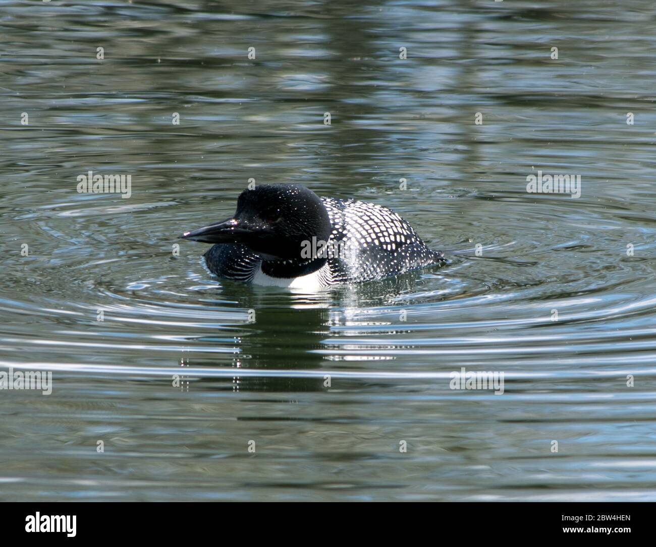 Loonie bird hi-res stock photography and images - Alamy