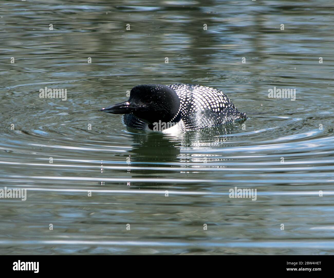 Loonie bird hi-res stock photography and images - Alamy