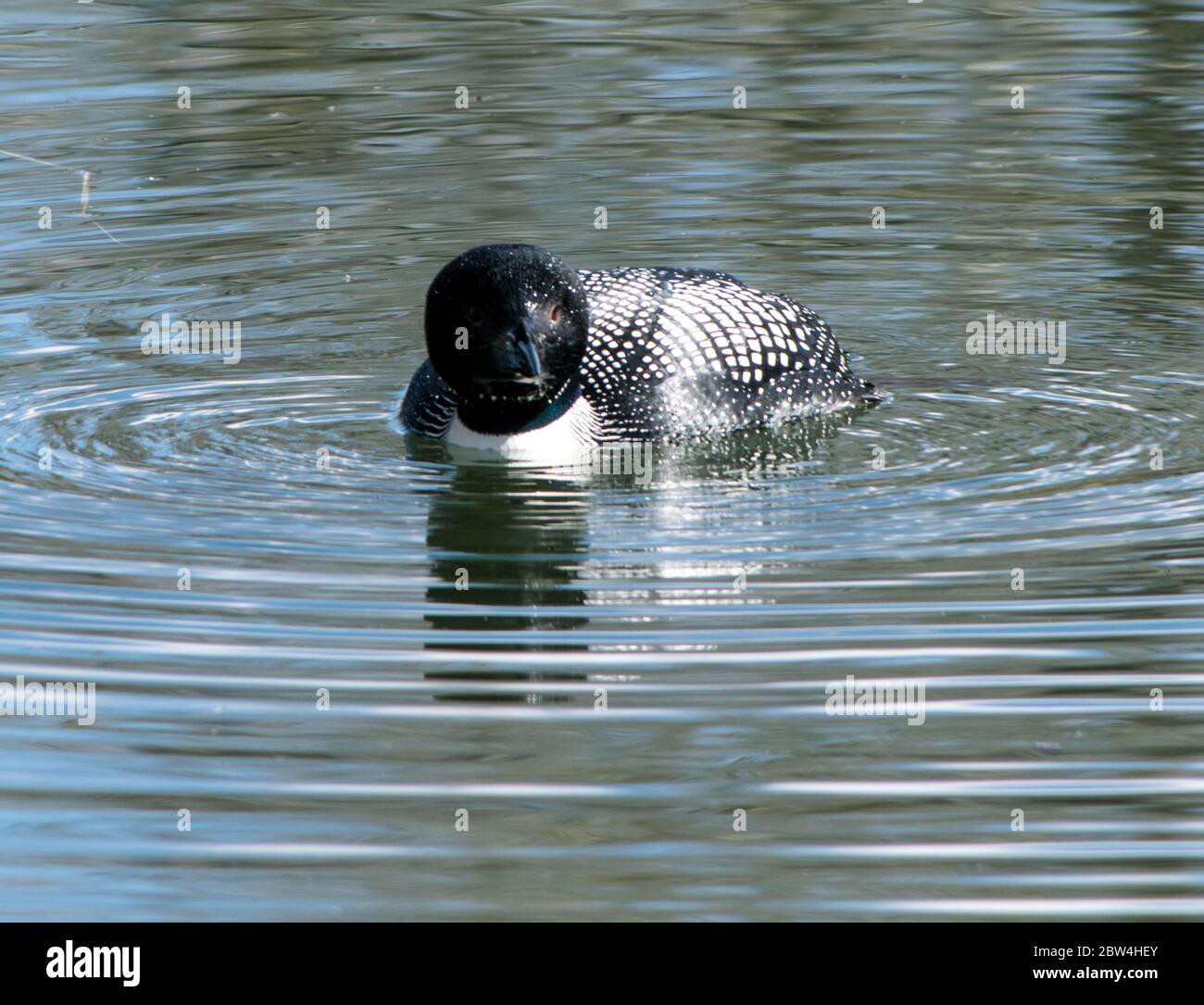 Loonie hi-res stock photography and images - Alamy
