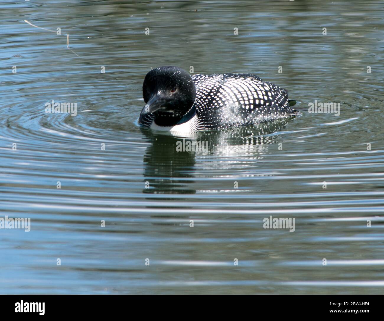 Loonie bird hi-res stock photography and images - Alamy