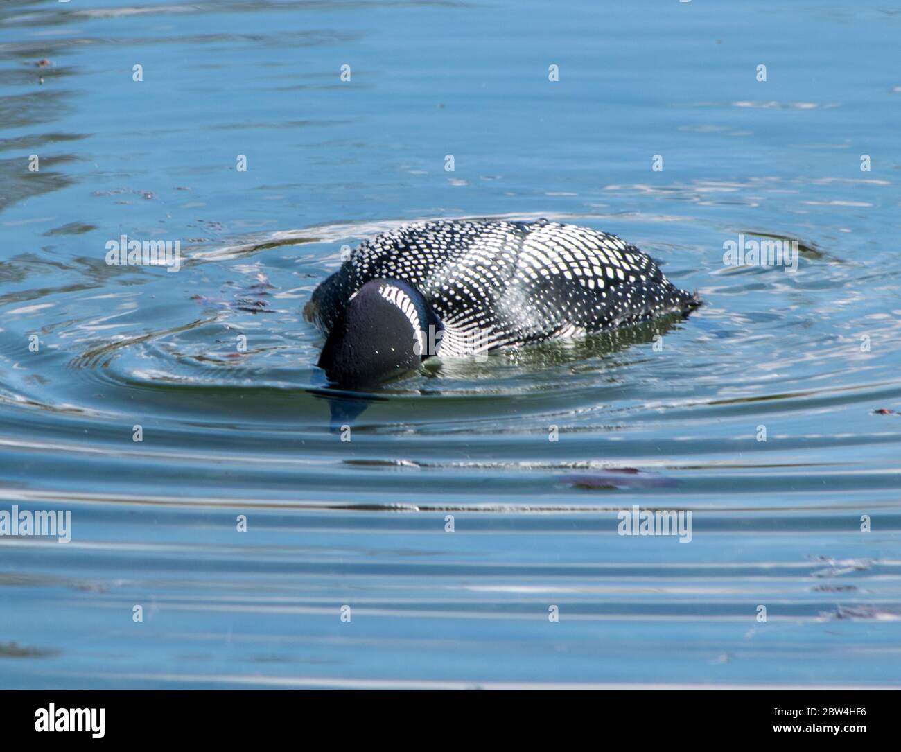 Male loon hi-res stock photography and images - Alamy