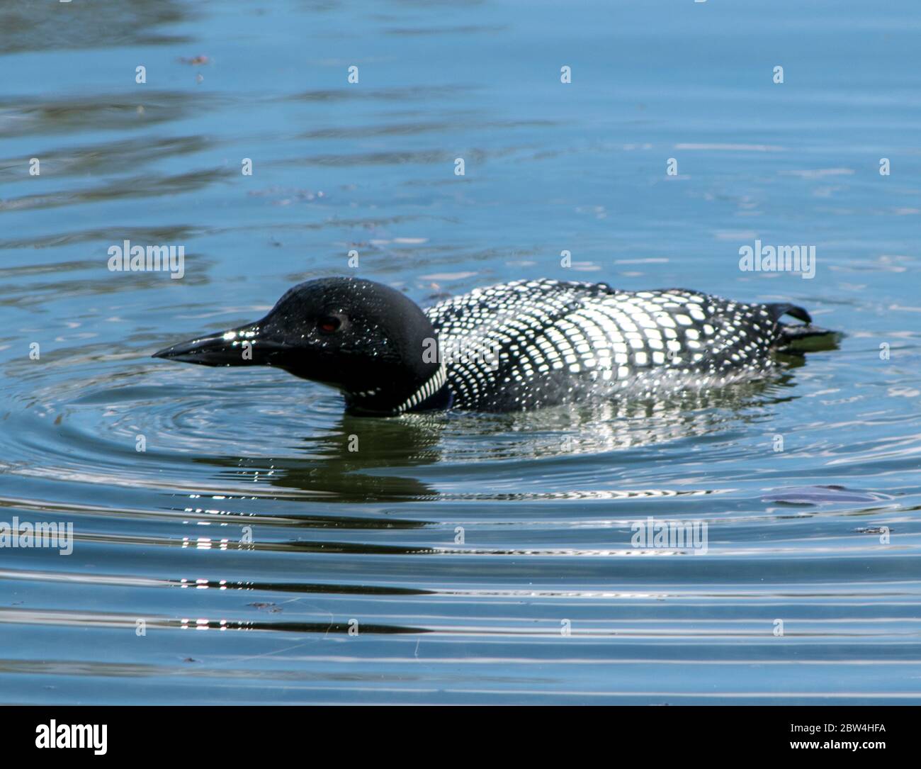 Loonie bird hi-res stock photography and images - Alamy