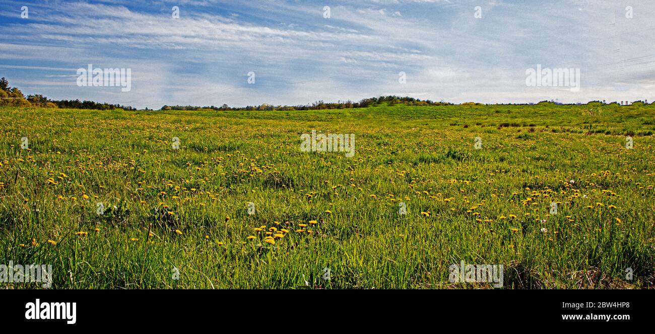 Marestail hi-res stock photography and images - Alamy