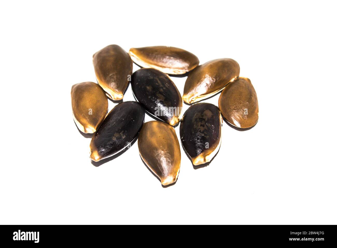 A picture of chikoo seeds Stock Photo - Alamy