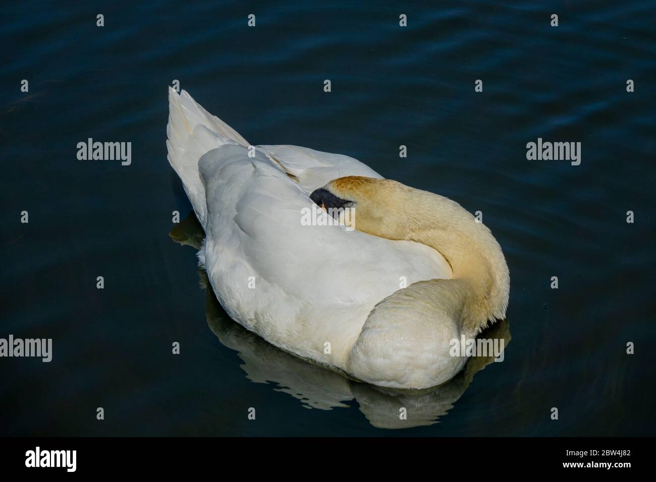 Very popular walking area hi-res stock photography and images - Alamy