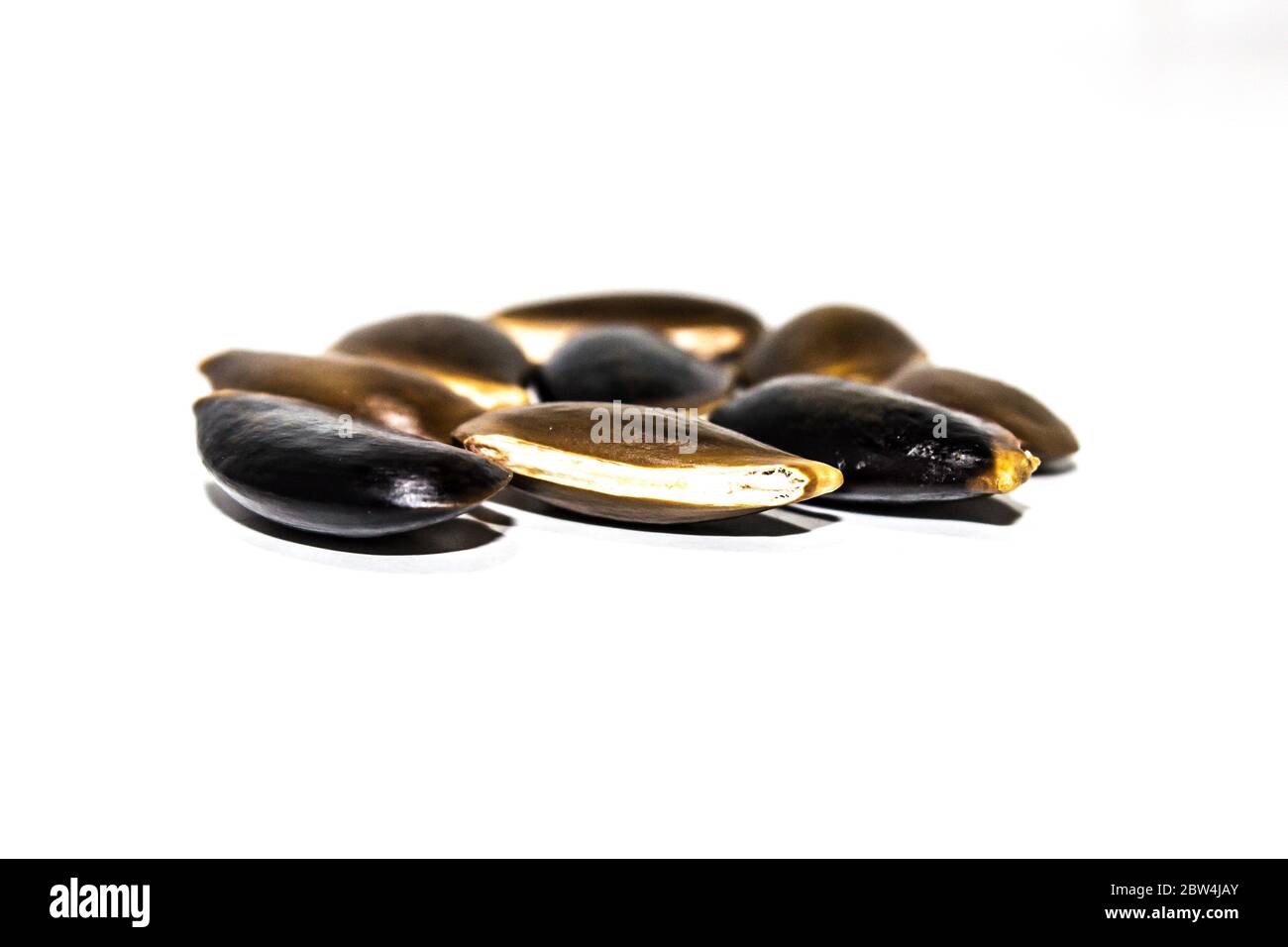 A picture of chikoo seeds Stock Photo - Alamy