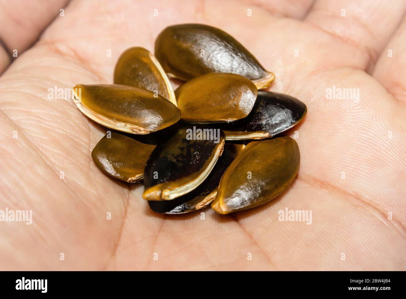 A picture of chikoo seeds Stock Photo - Alamy