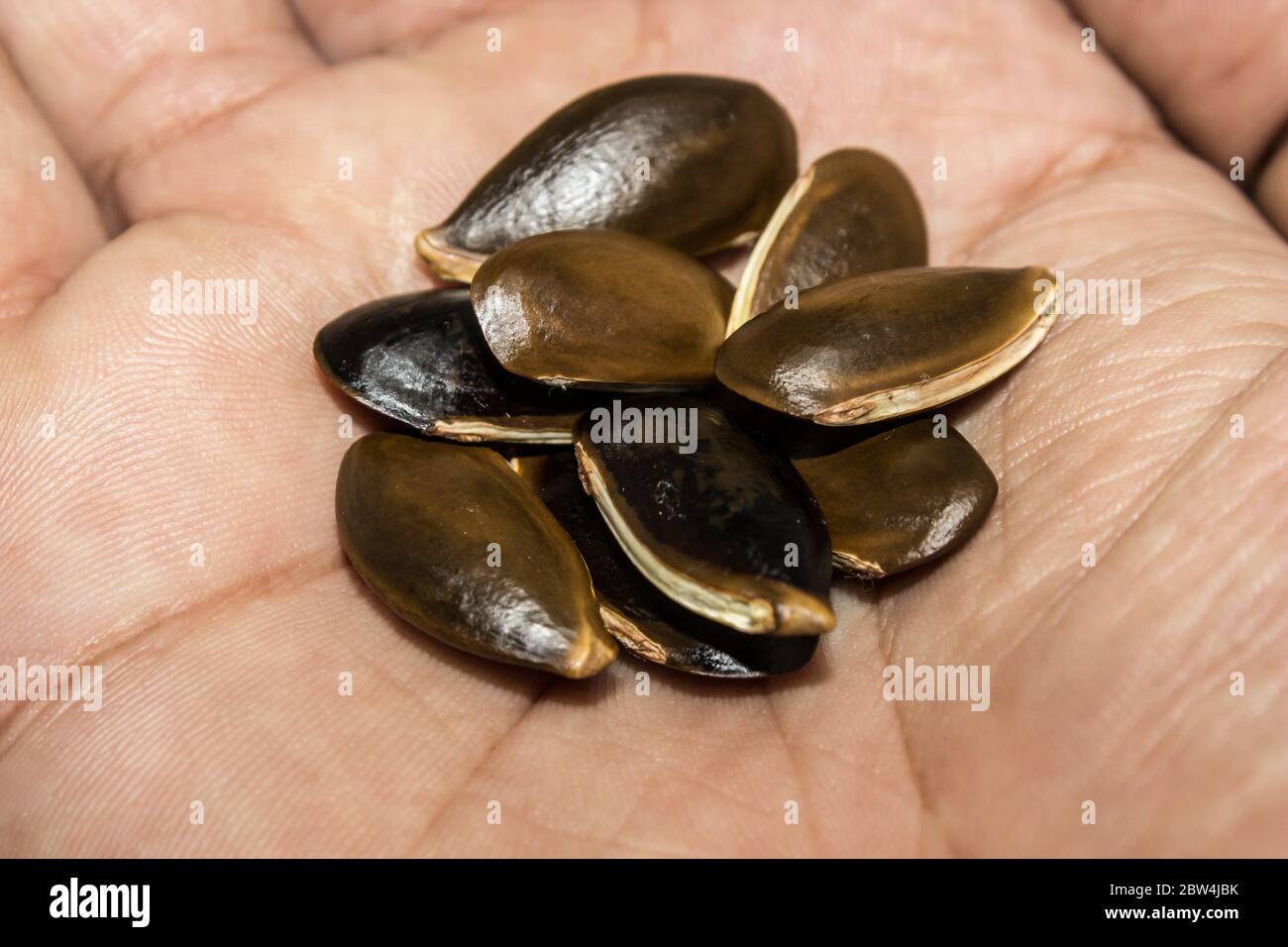 A picture of chikoo seeds Stock Photo - Alamy