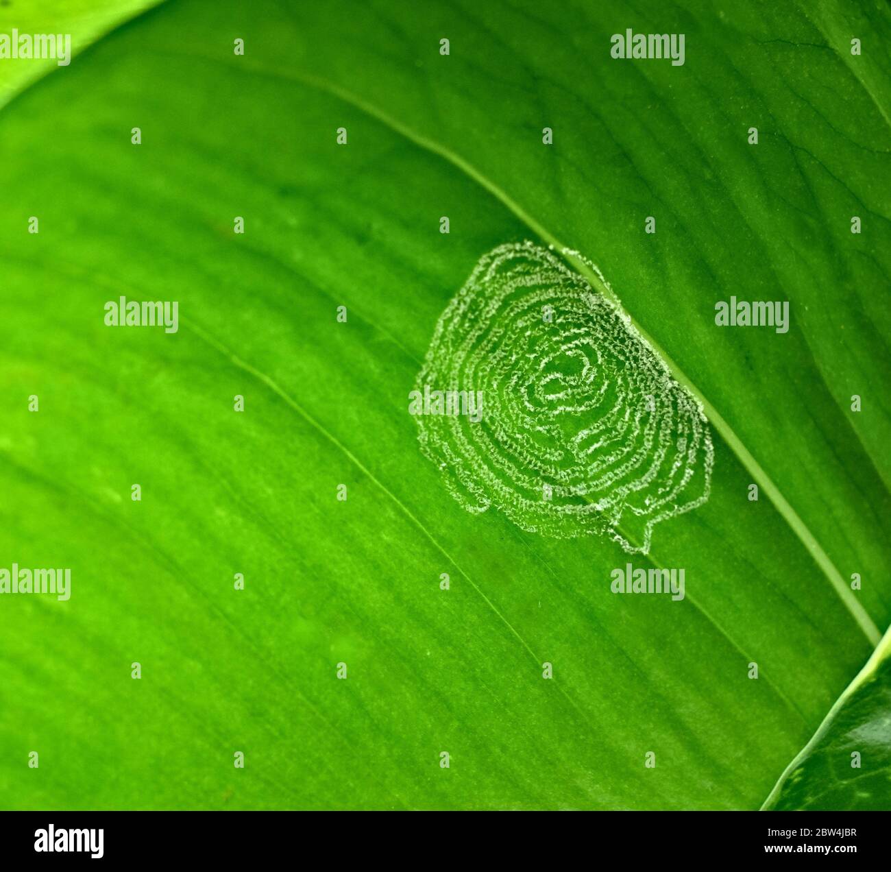 Green leaf invaded by pest insects Stock Photo - Alamy