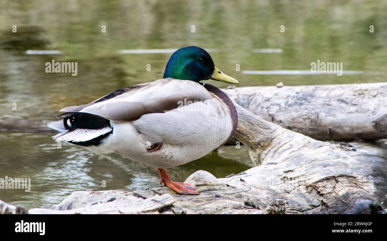 Migrating mallards hi-res stock photography and images - Alamy