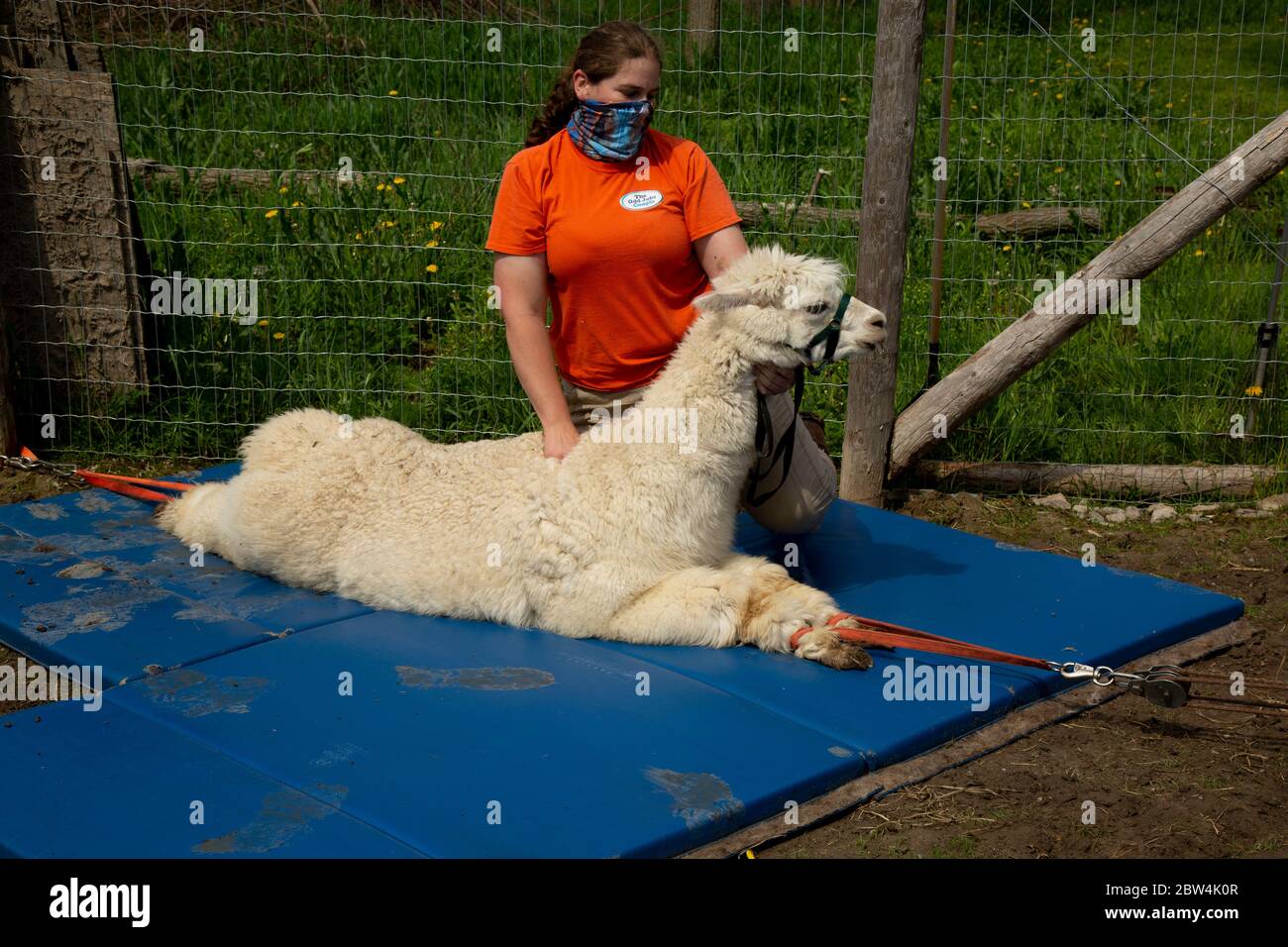 White alpaca, tied and sitting proudly, waiting to be sheared of his ...