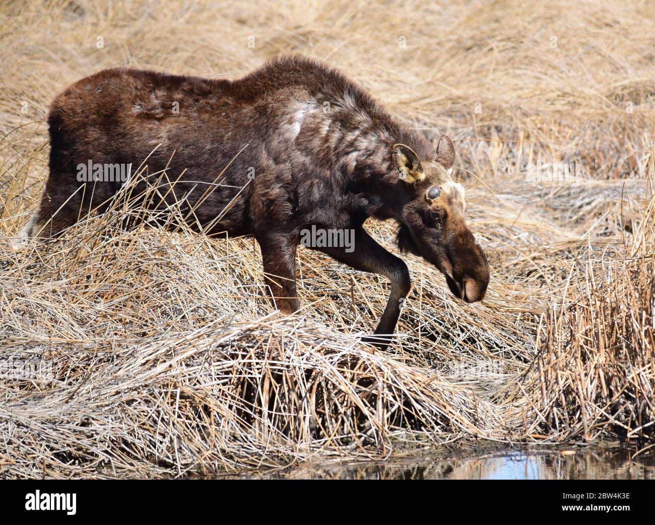 A bull moose forages in spring at Seedskadee National Wildlife Refugee ...