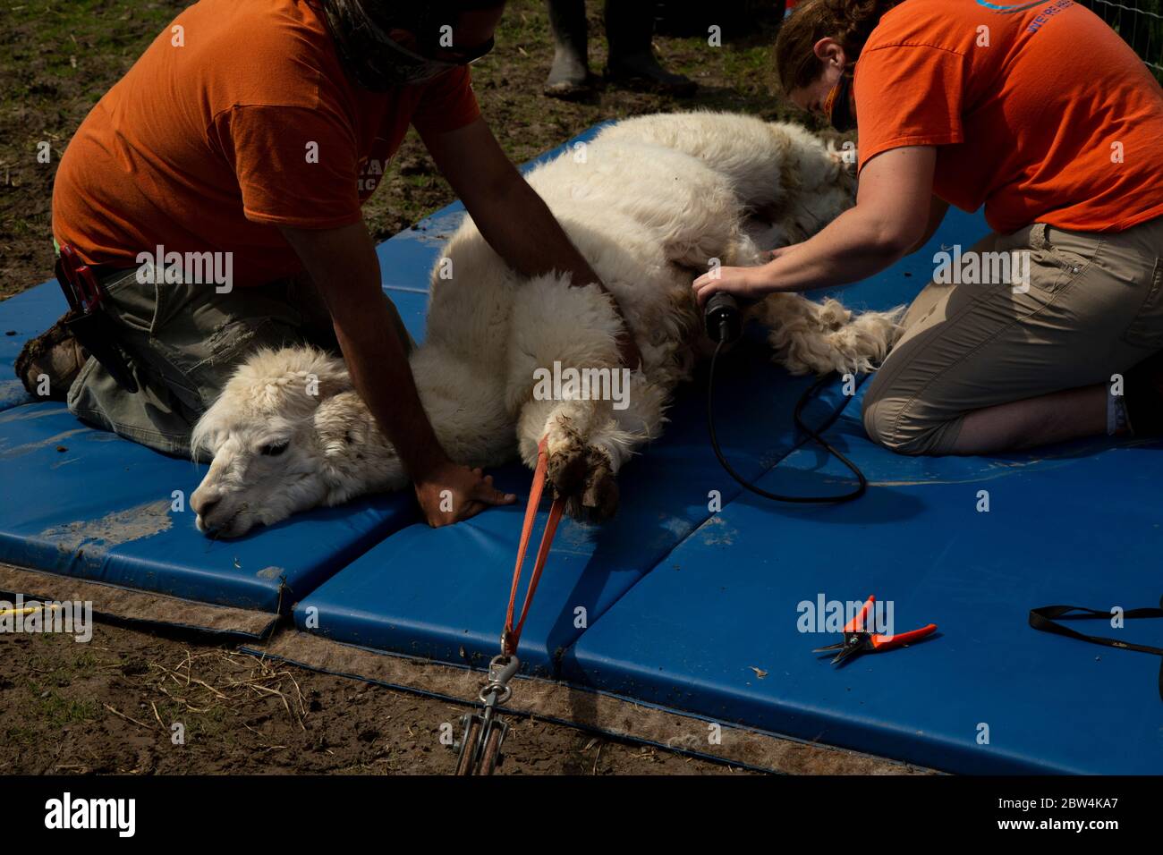 Hog tied hi-res stock photography and images - Alamy