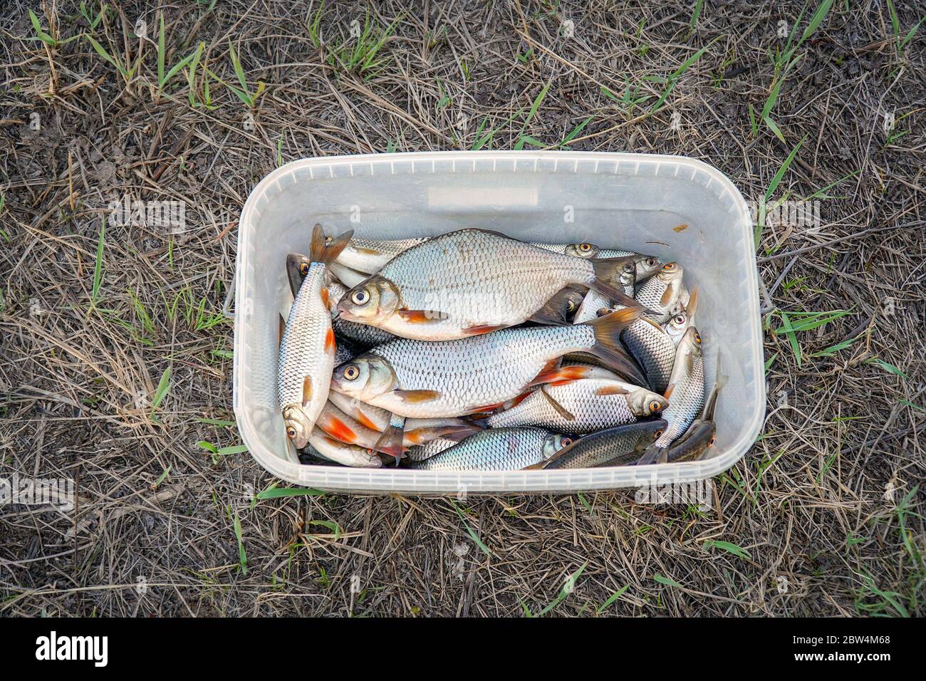 Fresh lake fish in a plastic square bucket Stock Photo - Alamy