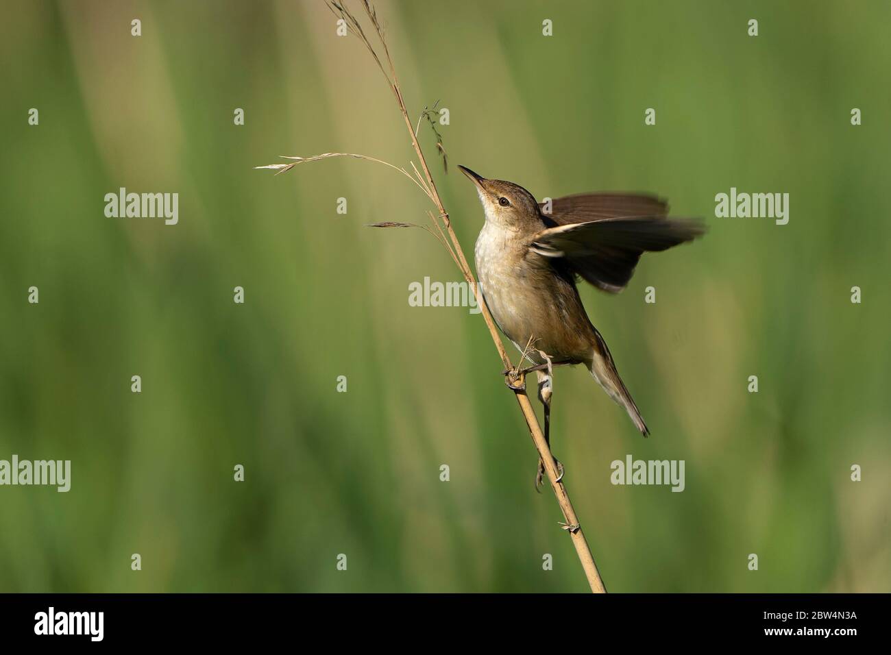 Warblers nest hi-res stock photography and images - Alamy