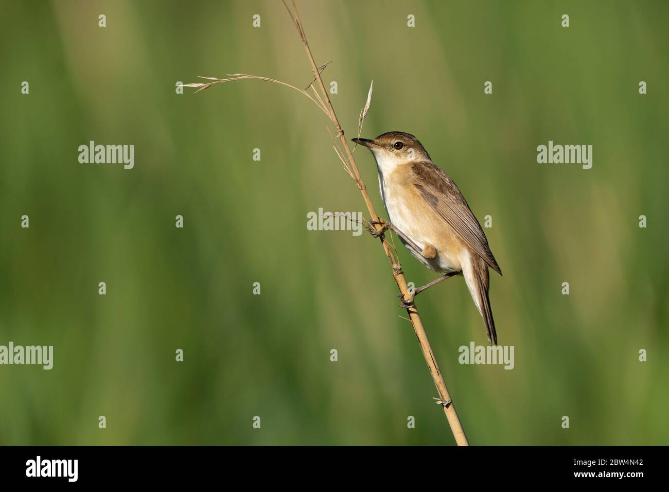 Warblers nest hi-res stock photography and images - Alamy